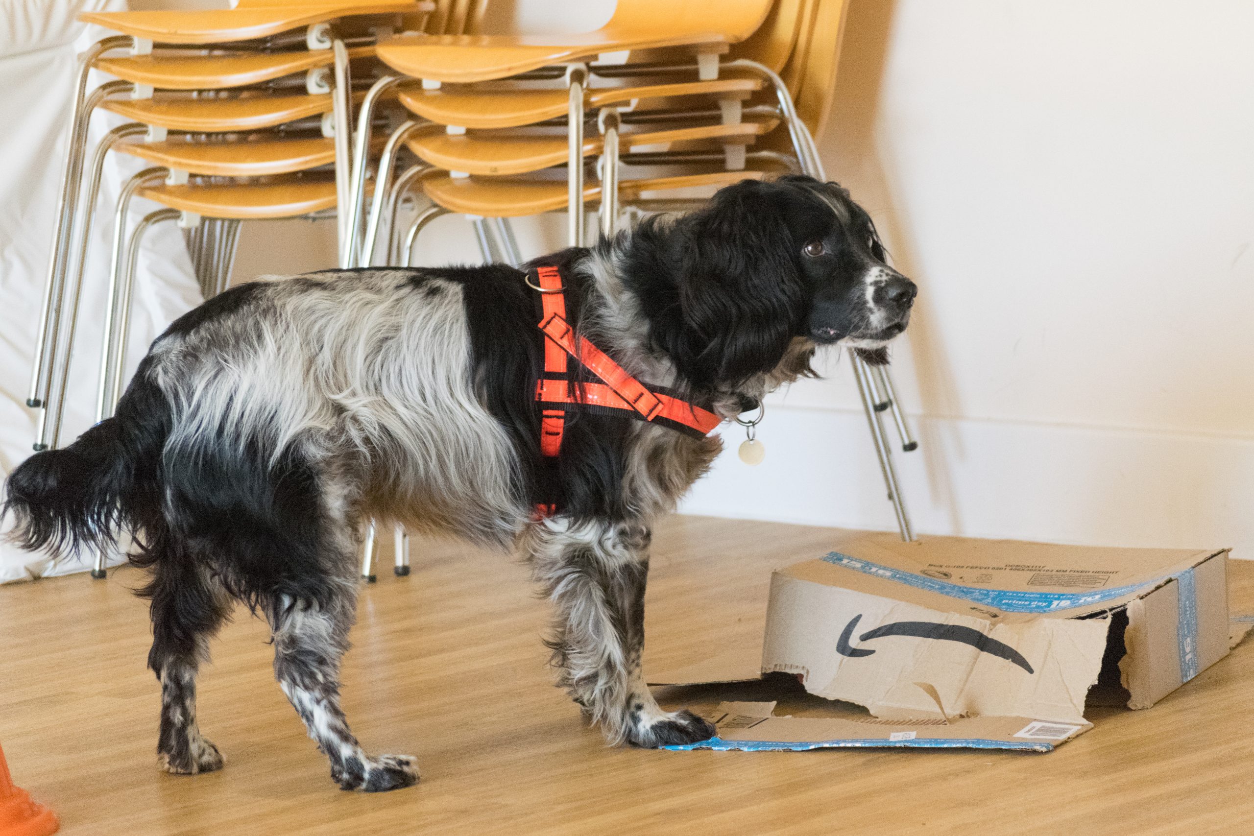 How to design the perfect search - Talking Dogs Scentwork®