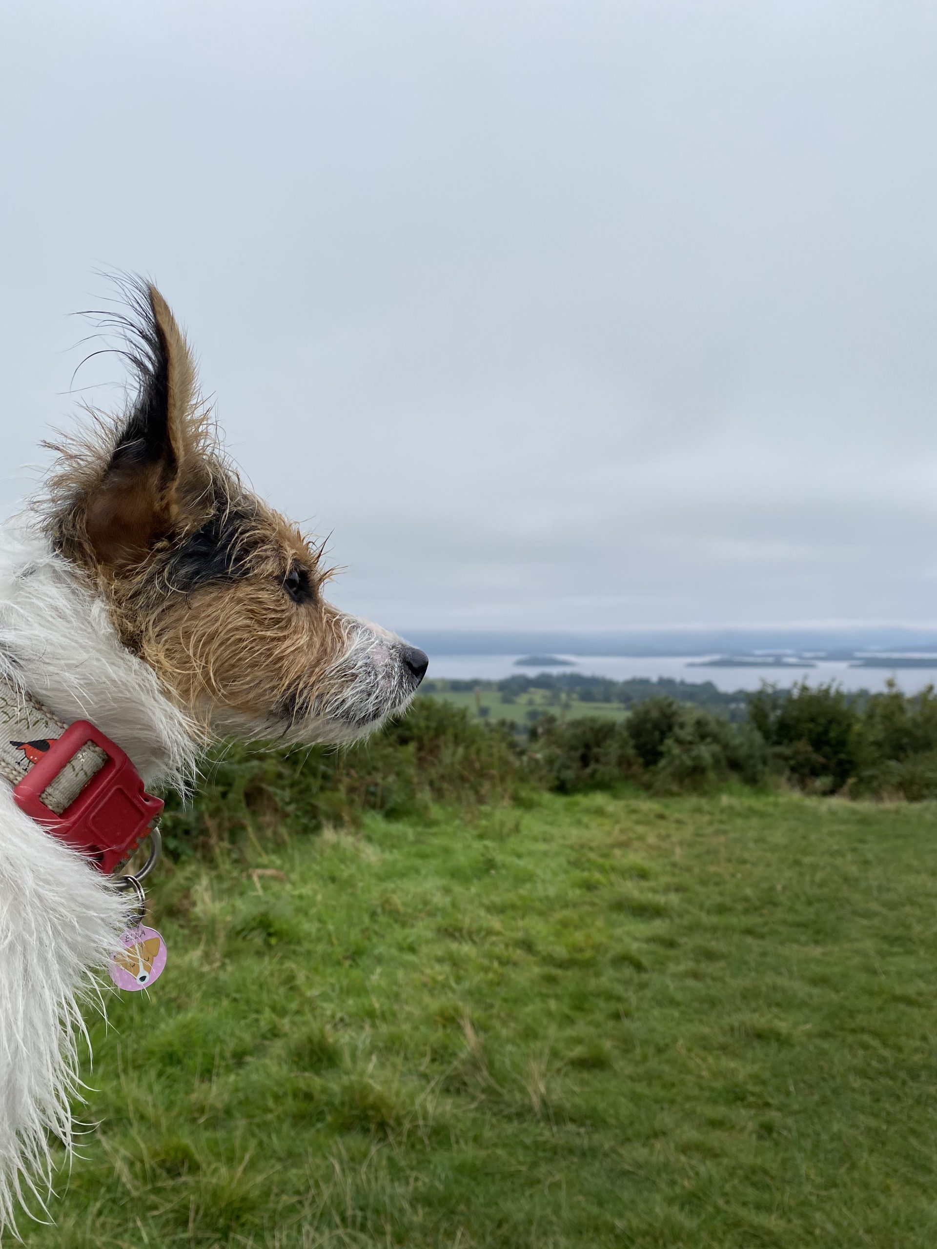 How you can get more attention by ignoring your dog