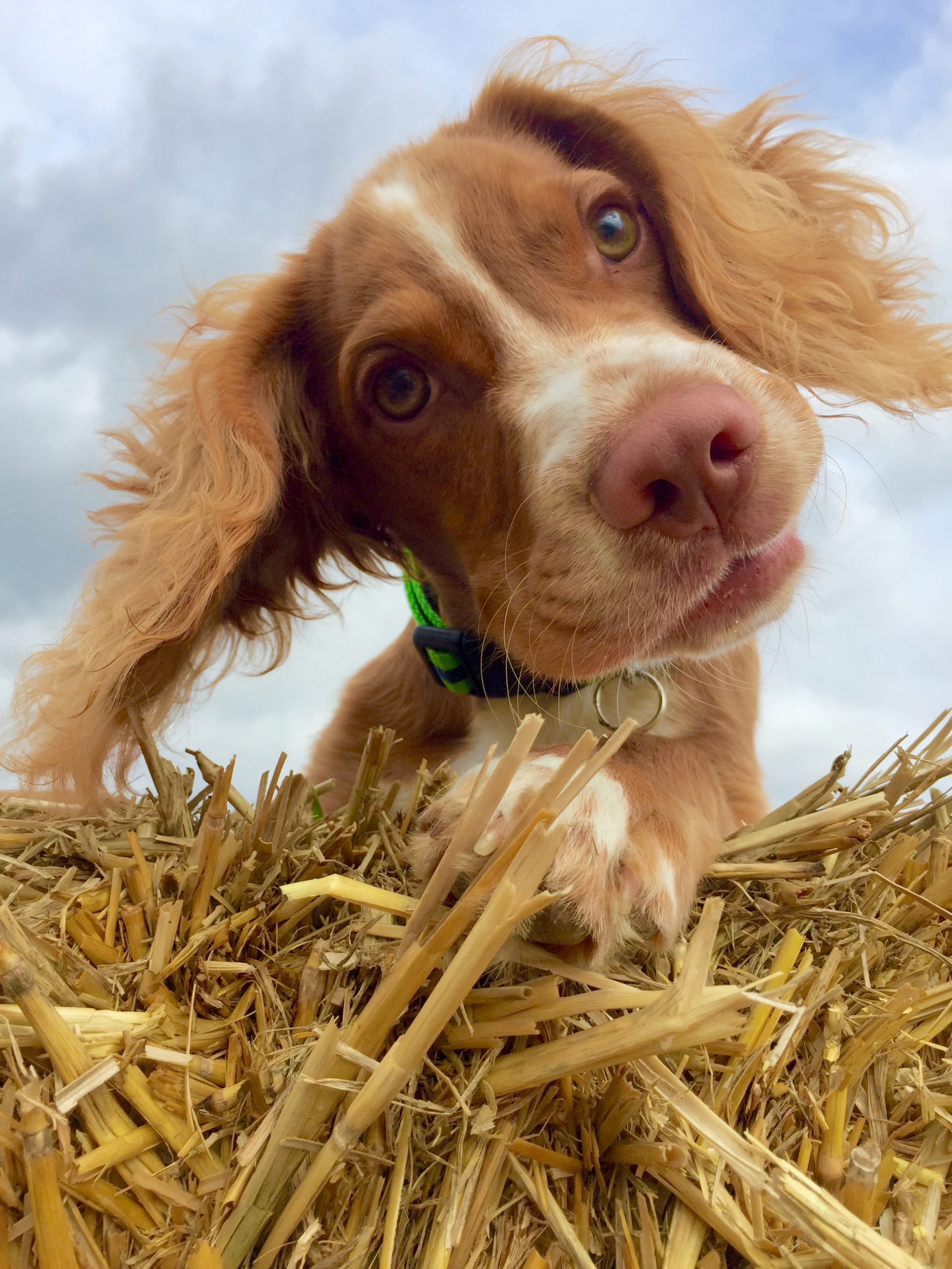 Why ‘why’ is the most important question - Talking Dogs Scentwork®