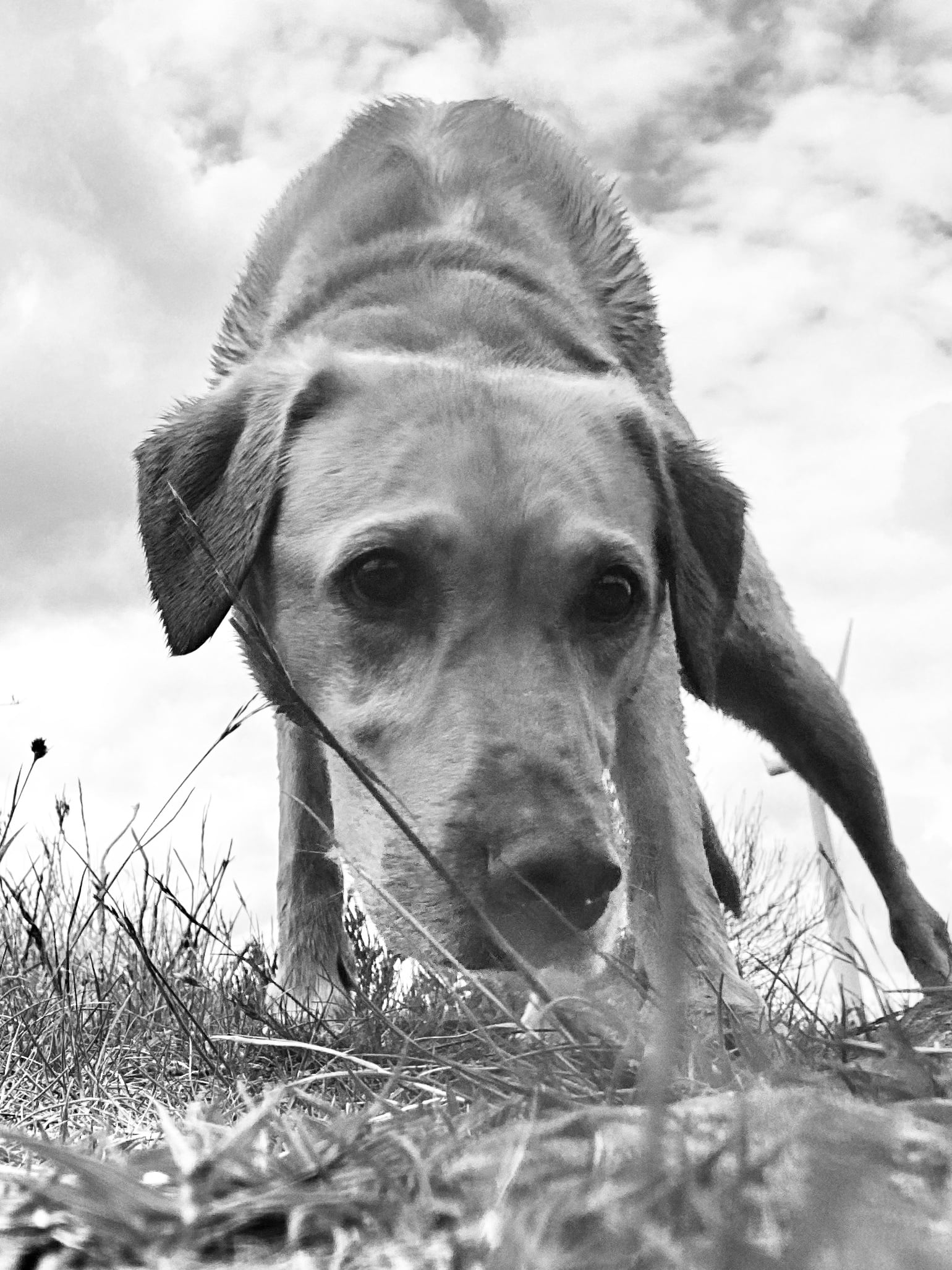 30 days opt in TQ - Talking Dogs Scentwork®